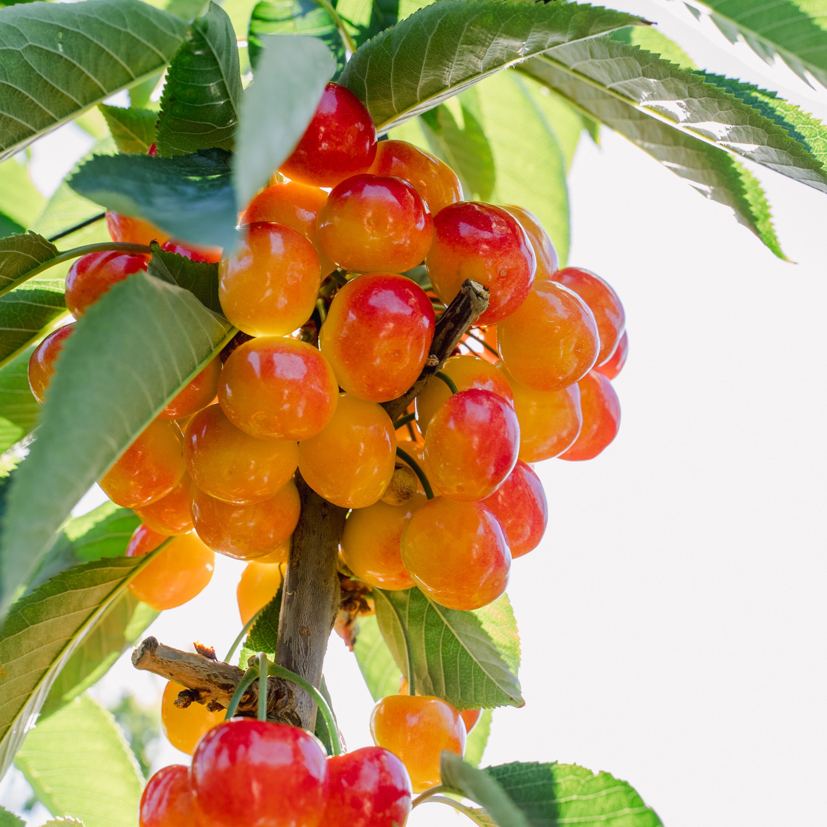 Electric Cherries - Forest Lodge Orchard